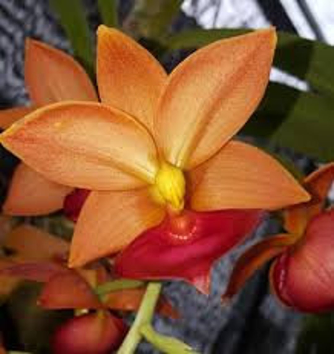 RARE Cycd Taiwan Golden Orange Bloom Stage Currently Dormant...... 50 ...
