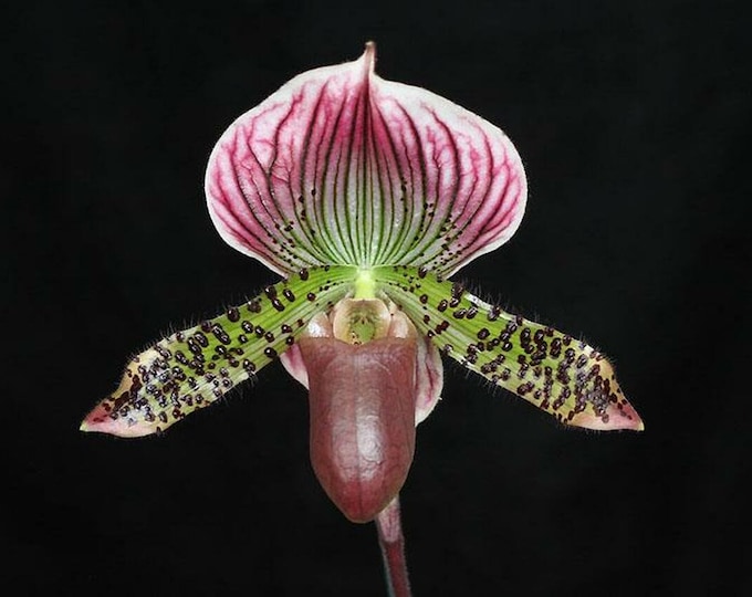 Paph. Hsinying Alien (supersuk 'eureka' AM/AOS X Raisin Pie 'hsinying ...