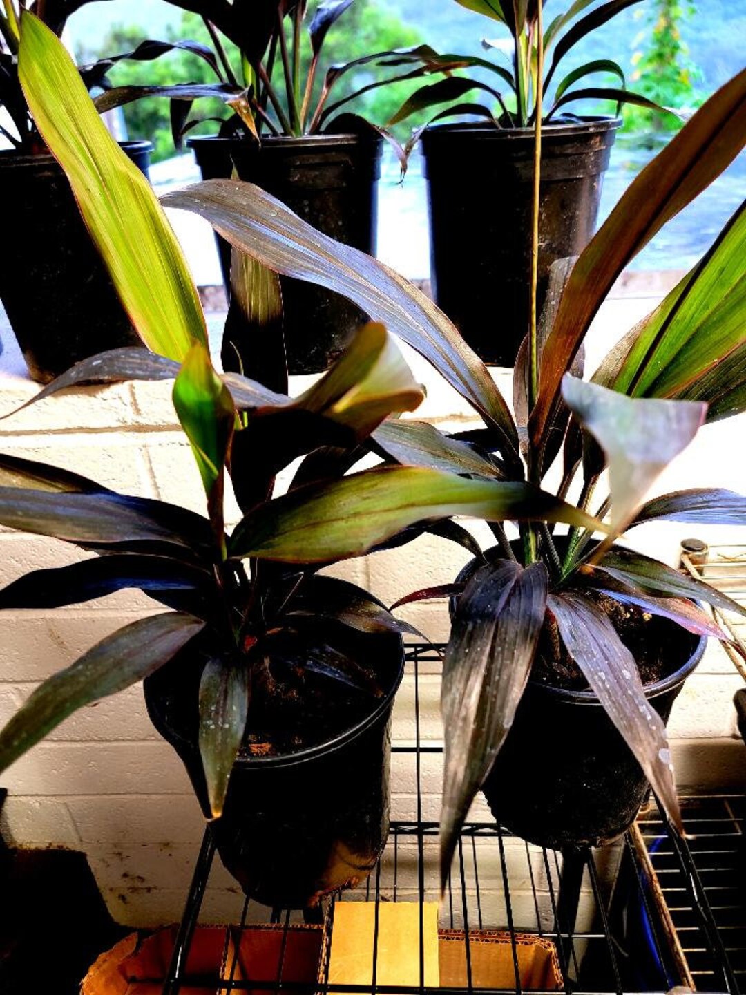 Hawaiian Black Magic Ti Leaf - Etsy