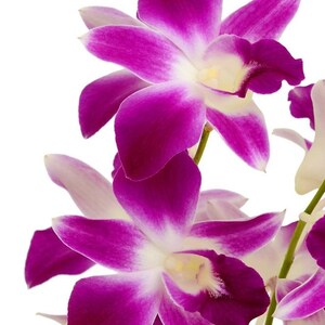 From 16 Varieties and Colors BOX Special of (4) Assorted Dendrobium ...