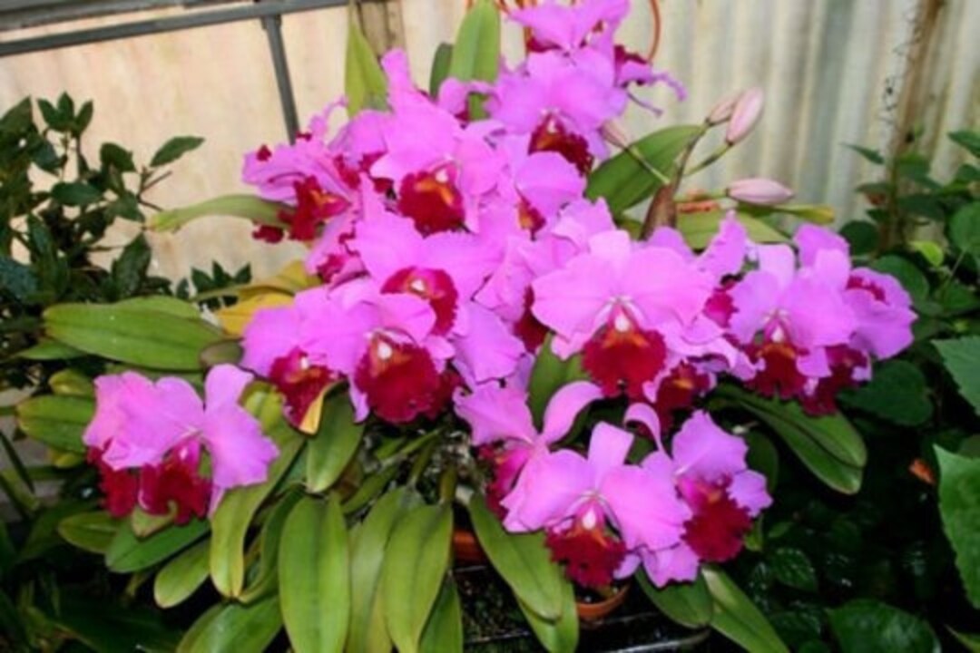 BLC Hausermann's Starfire Orchid Starter Plant - Etsy