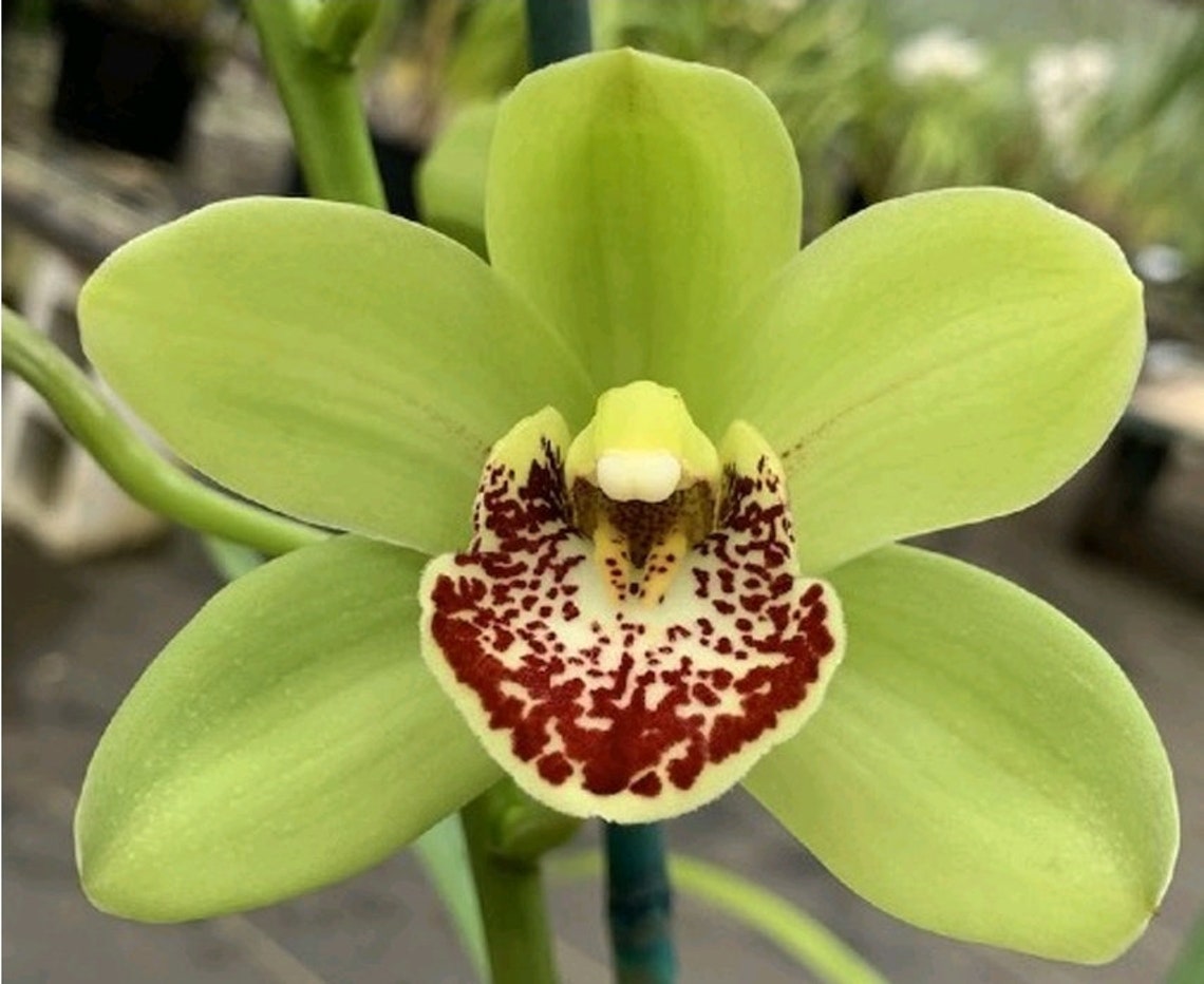 Cymbidium wendy's Emerald Bare Root Orchid - Etsy