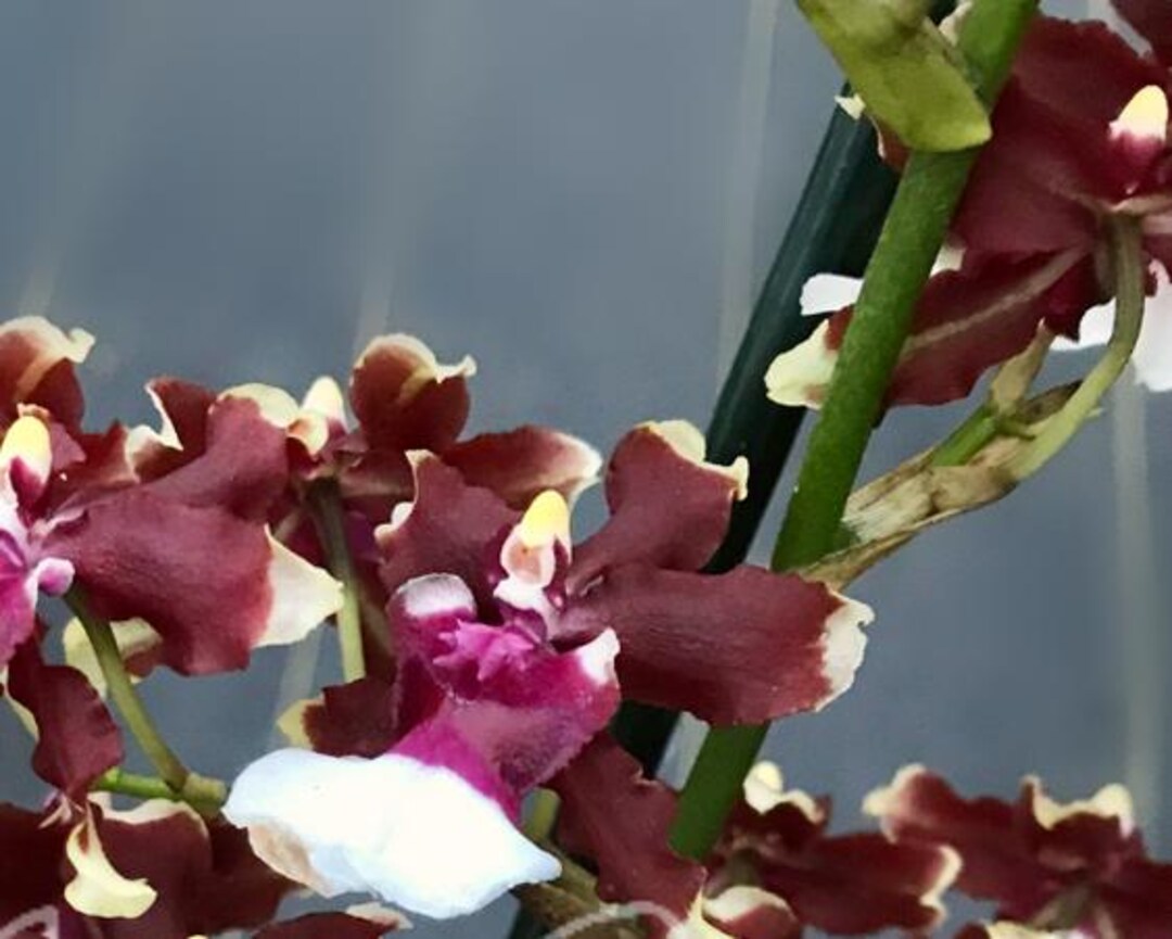 Onc Aka Baby Raspberry Chocolate HCC/AOS Starter Orchid Plant 50 Shades ...