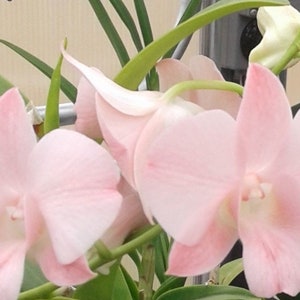 From 16 Varieties and Colors BOX Special of (4) Assorted Dendrobium ...