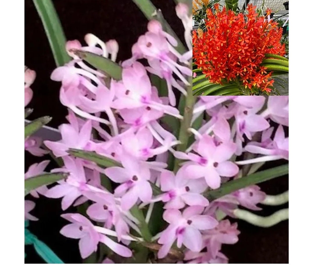 Vanda Christensoniana X Vanda Aurantiaca Orchid Starter Plant. Hawaii ...