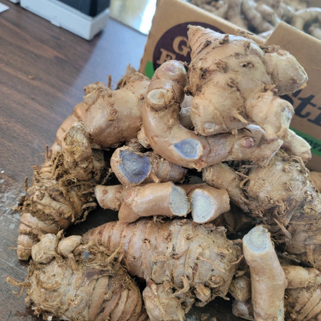 SPRING SALE RARE Blue Turmeric Rhizomes Hard to Find - Etsy