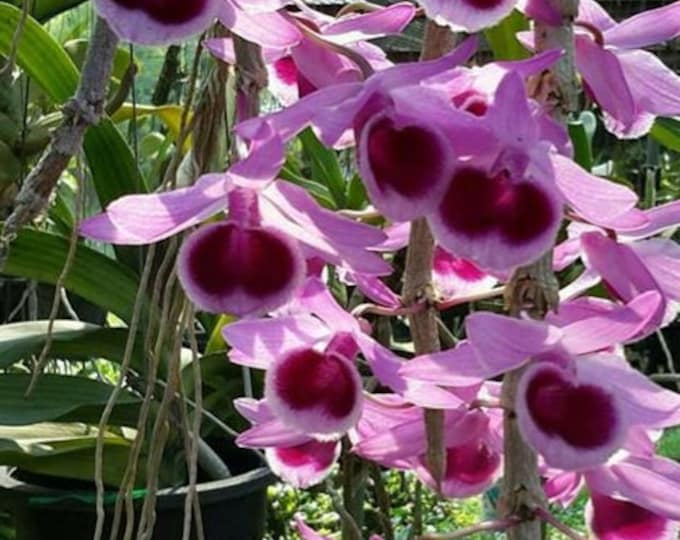 Honohono Orchid Plant Lavender Purple (dendrobium) "little Sweet Scent ...