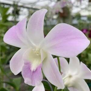 From 16 Varieties and Colors BOX Special of (4) Assorted Dendrobium ...