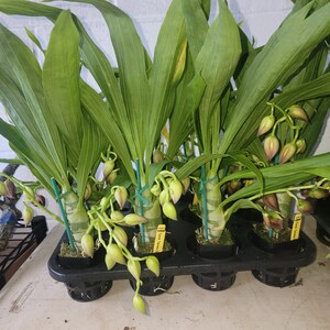 RARE Cycd Taiwan Golden Orange Bloom Stage Currently Dormant...... 50 ...