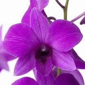 From 16 Varieties and Colors BOX Special of 4 Assorted Dendrobium ...