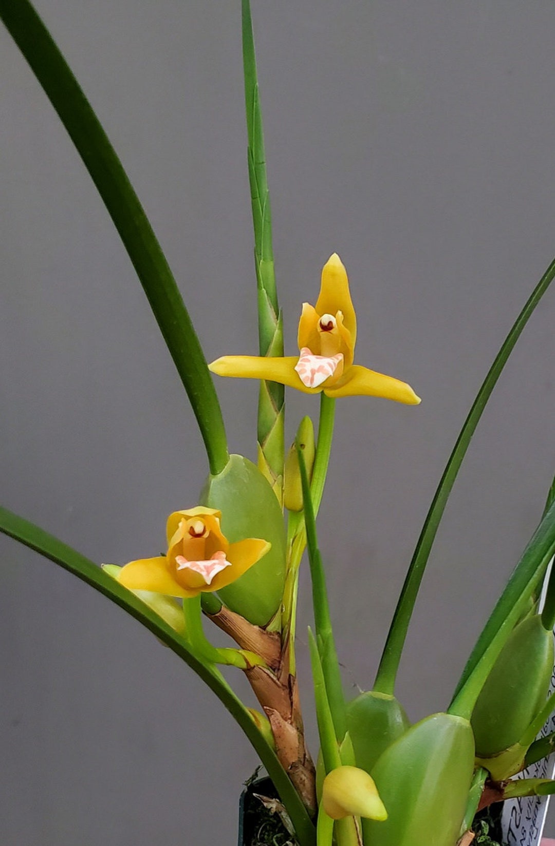 Giant Overgrown in Pot. Multiple Divisions. BLOOM Stage Maxillaria ...