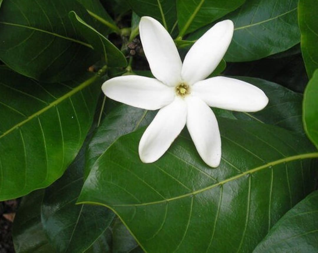 Tiare Flower Starter Plant Also Called Tahitian Gardenia 50 Shades of ...