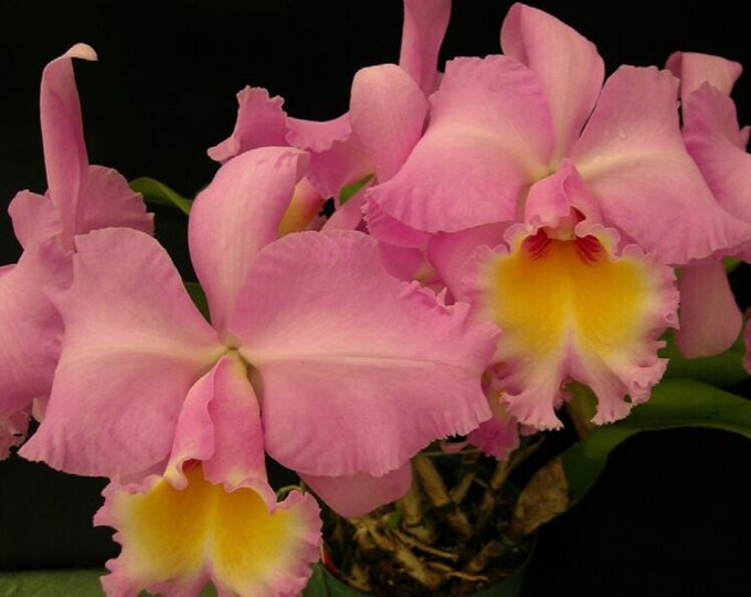 Blc. Marcella Koss ‘pink Marvel’ AM/AOS (brassavola X Laelia X Cattleya ...