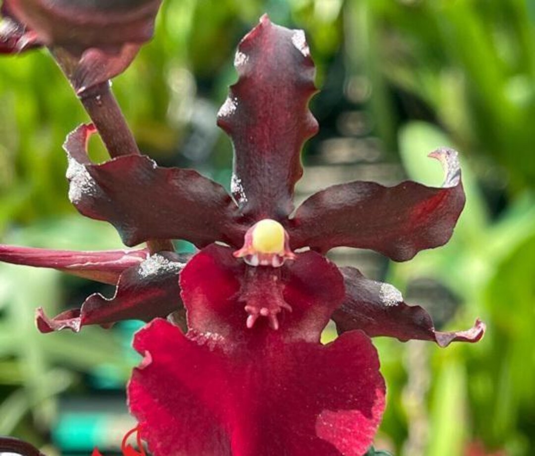 Odontocidium Succubus 'night Shift' Well Established Orchid Plant - Etsy