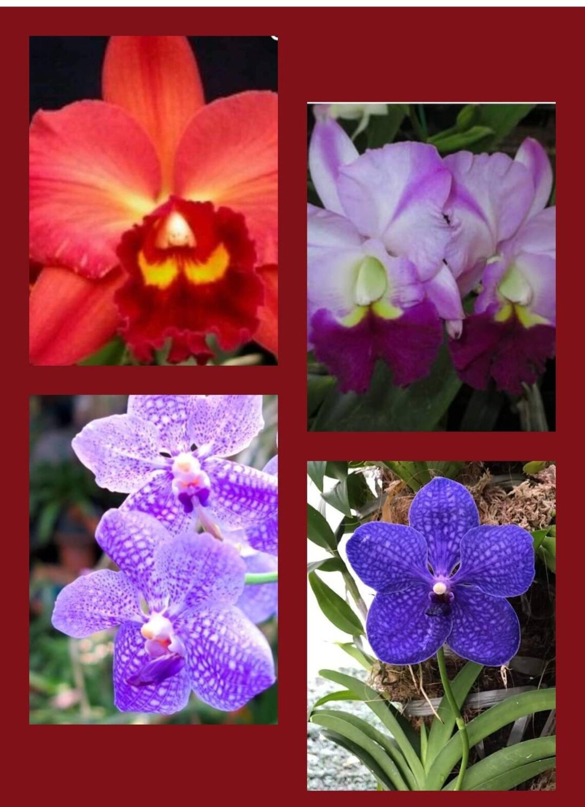 SPECIAL PURCHASE 3 Starter Orchid Plant Seedlings please - Etsy