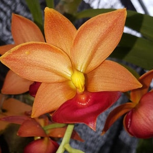 RARE Cycd Taiwan Golden Orange Bloom Stage Currently Dormant...... 50 ...