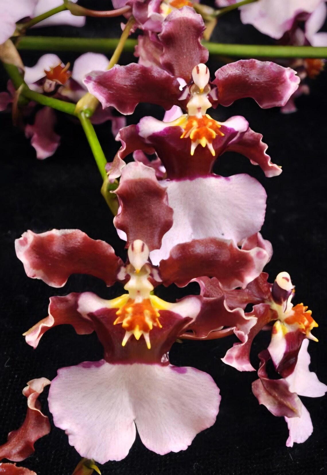 Oncidium Ruth's Rainbow 'over the Rainbow' is a Fragrant Orchid Hybrid ...