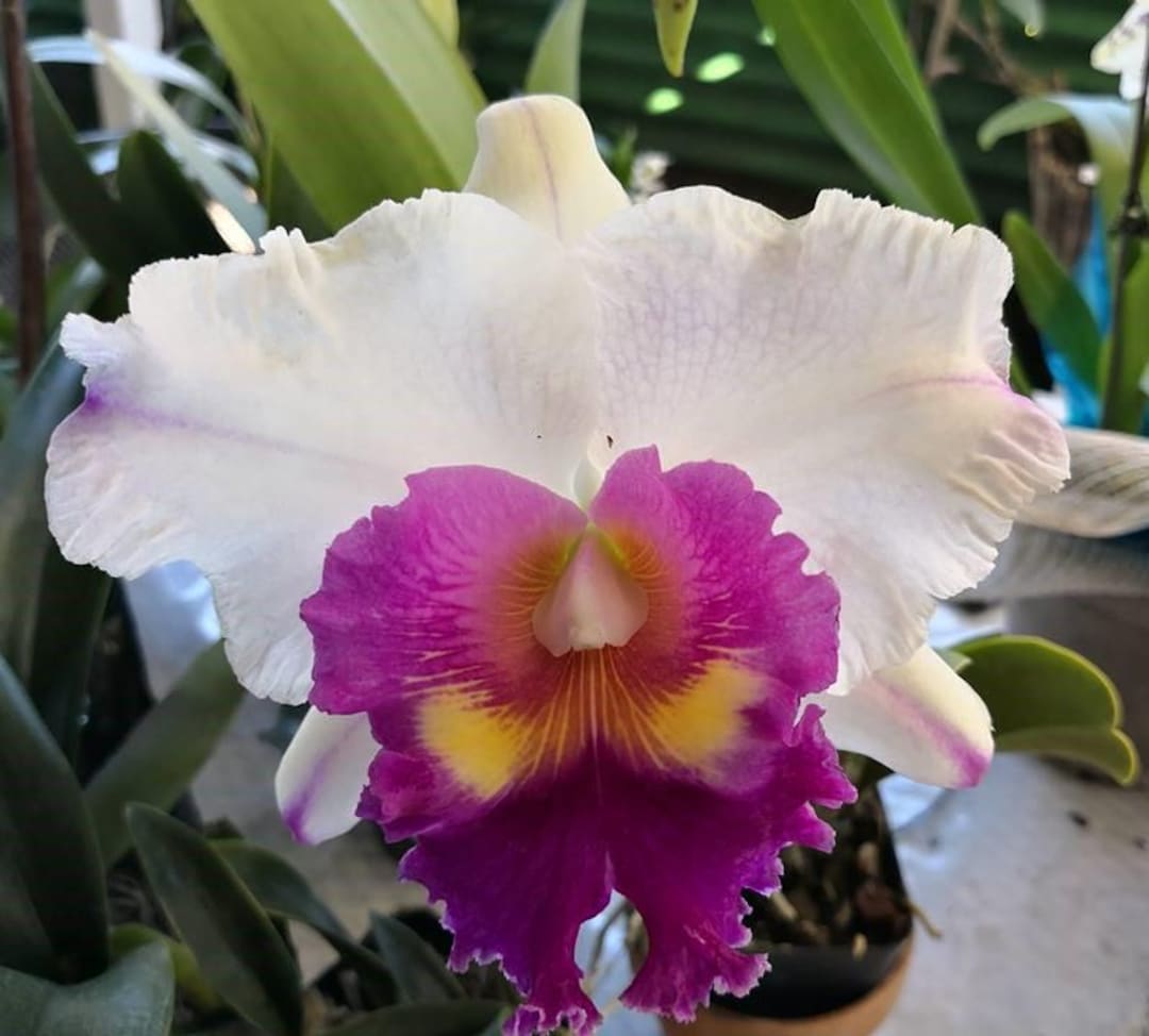 Blc. Nan Irene Wallis Hawaii is a Hybrid' Starter Orchid Plant .... 50 Shades of Aloha - Etsy