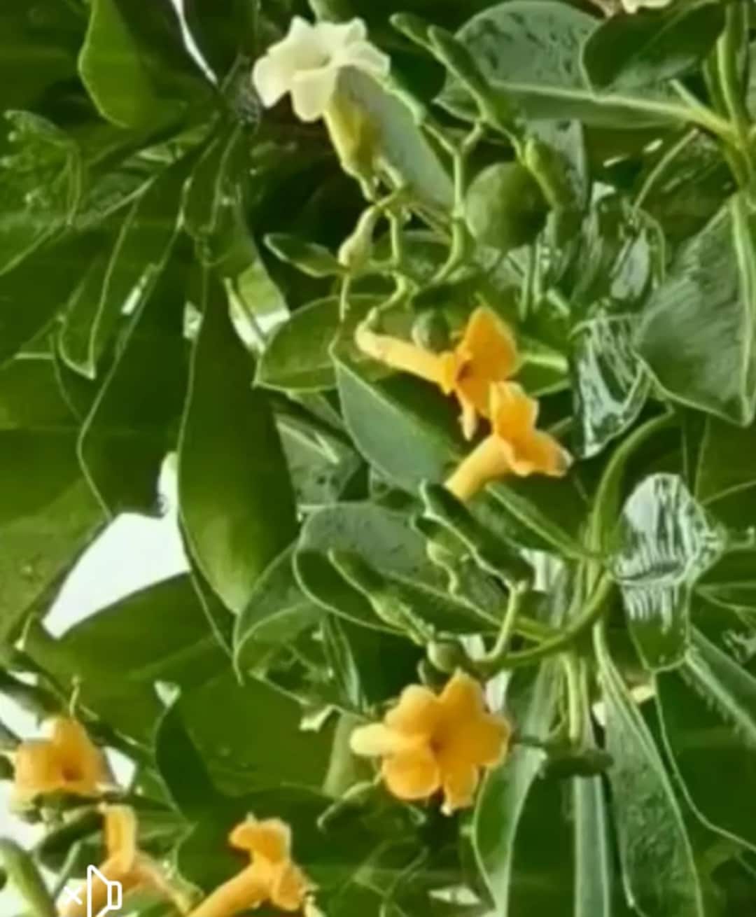 Puakenikeni Starter Plant (fagraea Berteriana) AKA Perfume Flower Tree ...
