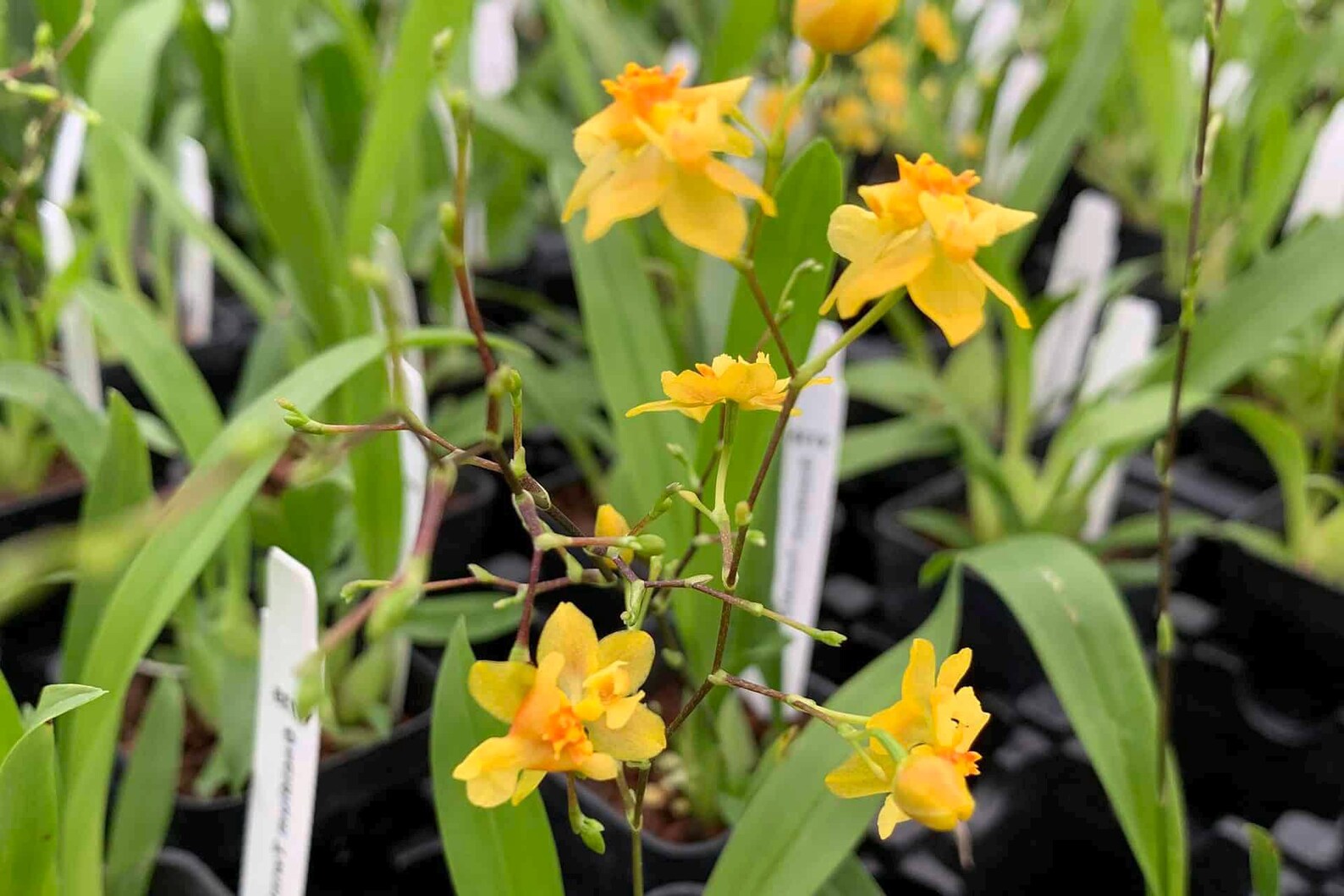 BLOOM SIZE Oncidium Twinkle 'yellow Bird' Orchid Plant...... 50 Shades ...