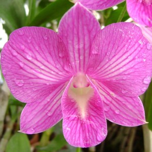 From 16 Varieties and Colors BOX Special of (4) Assorted Dendrobium ...