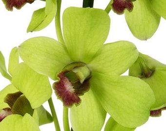 BOX Special of 2 Assorted Dendrobium Intermediate Starter Orchid Plants ...