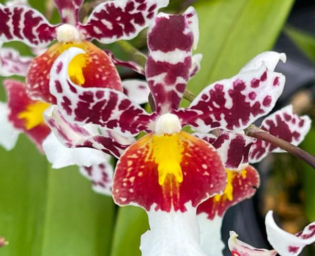 Odontocidium Rex’s Luck ‘firefly’ Well Established Orchid Plant - Etsy