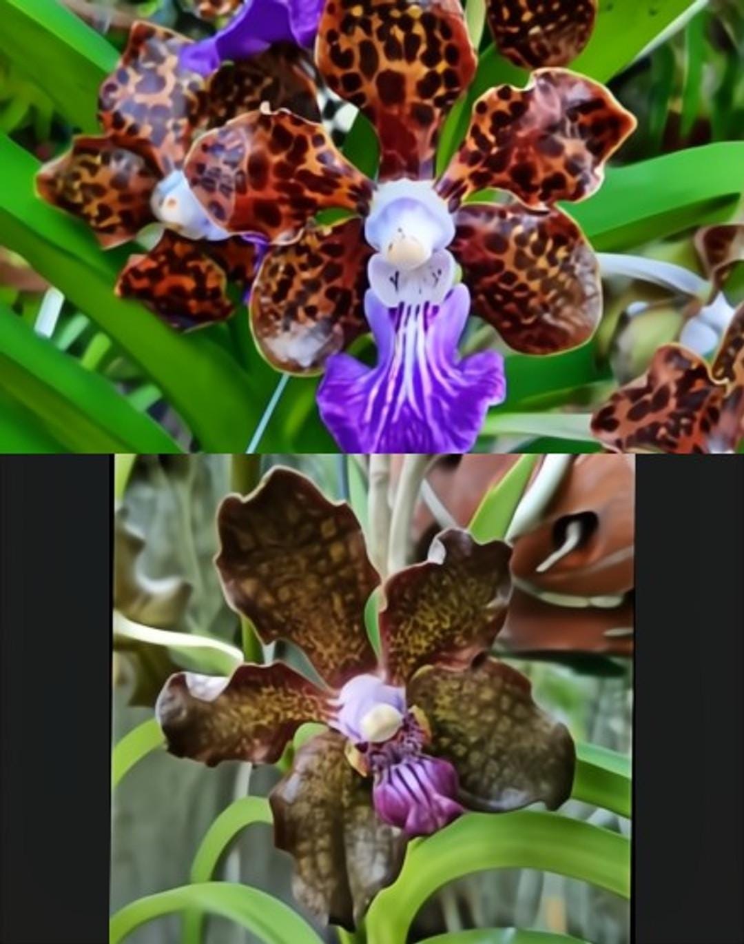 Papilionanda Paksorn Fragrance X Vanda Kultana Indian Incense Orchid ...