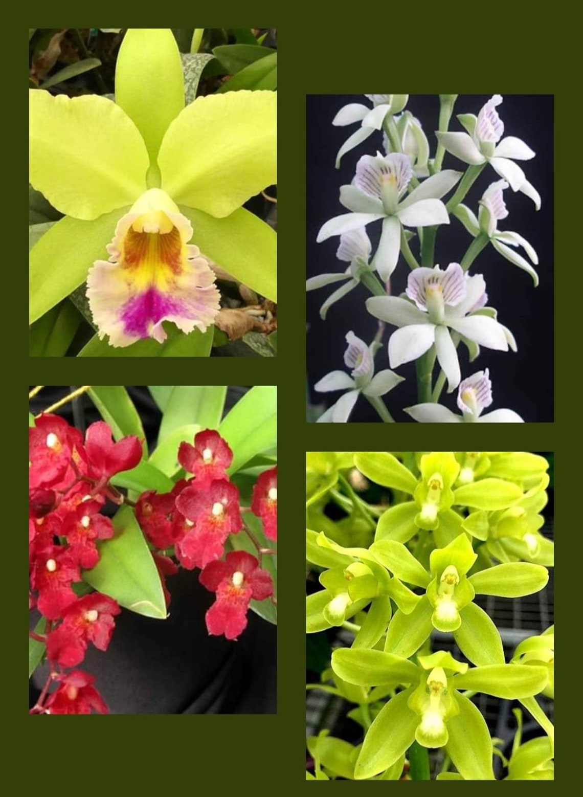 SPECIAL PURCHASE 3 Starter Orchid Plant Seedlings please - Etsy