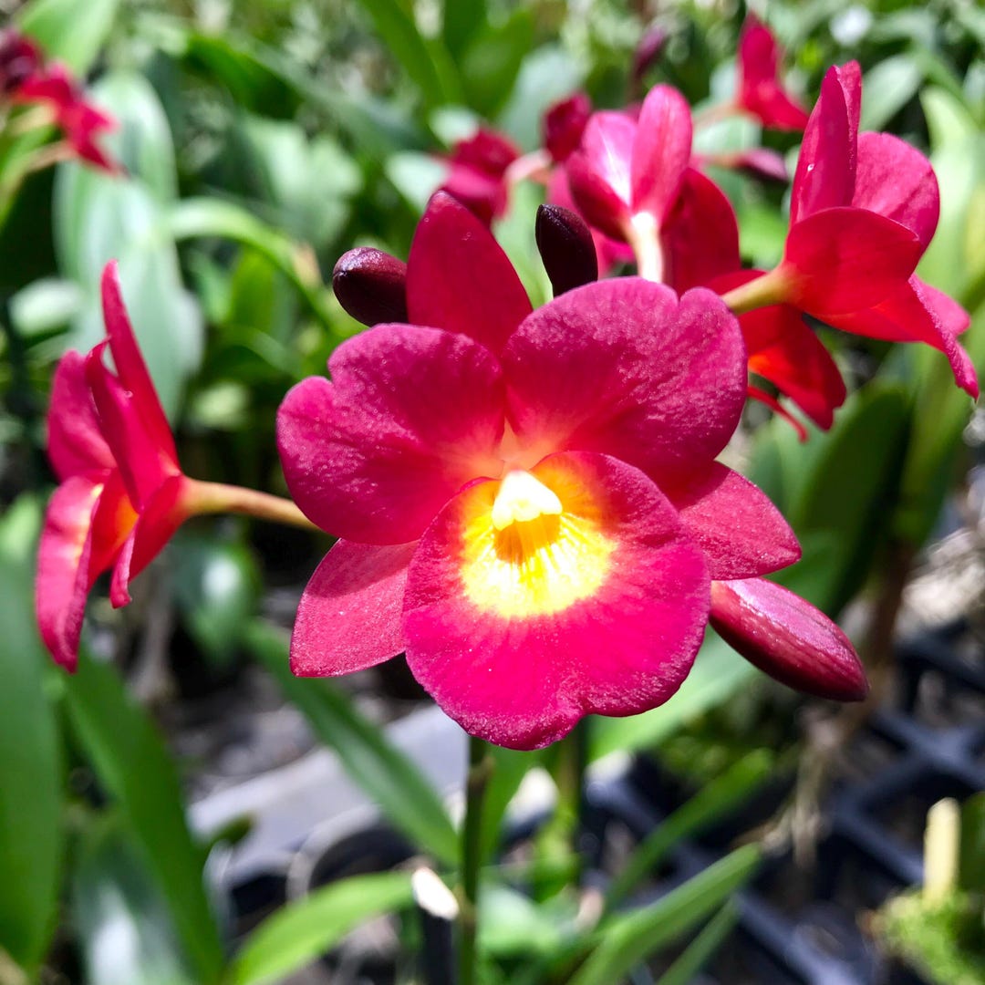 Bloom Size Ctna. Why Not 'makana Ke Akua' RED HCC/AOS X Self (rare Form ...