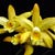 Cycd Taiwan Golden Orange Bloom Stage Currently Dormant ...... 50 ...