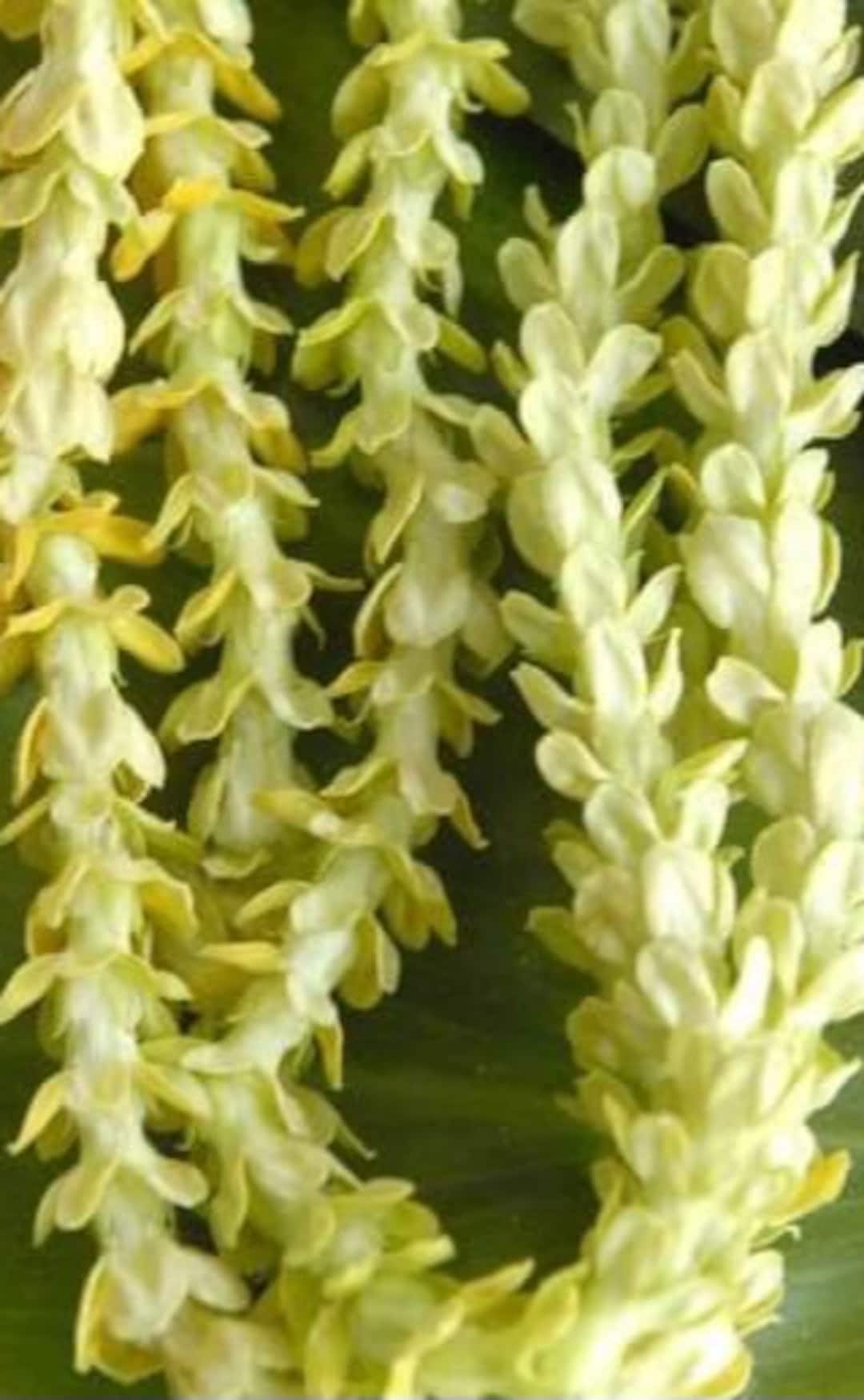 Pakalana Live Vine Plant (telosma Cordata) Flower for Lei Making 50 ...