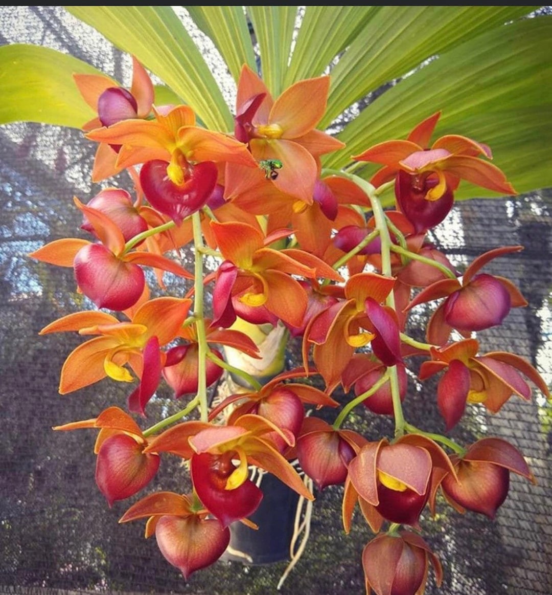 Cycd Taiwan Golden Orange Bloom Stage Currently Dormant ...... 50 ...