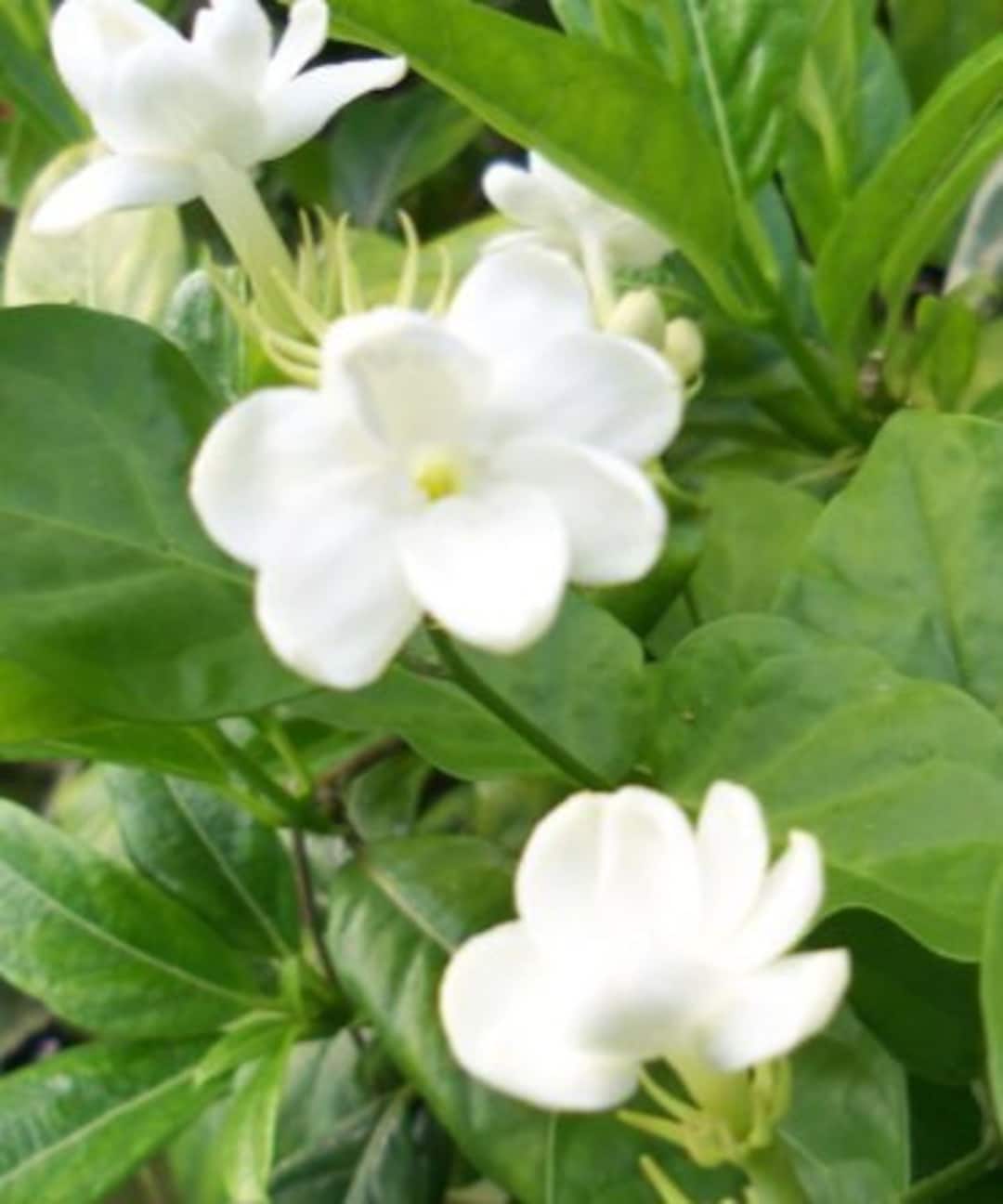 Pikake Starter Plant. Single Flower Variety for Lei Making pikake ...