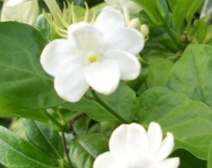 Pikake Lahilahi Bloom Size Starter Plant. Single Flower Variety for Lei ...