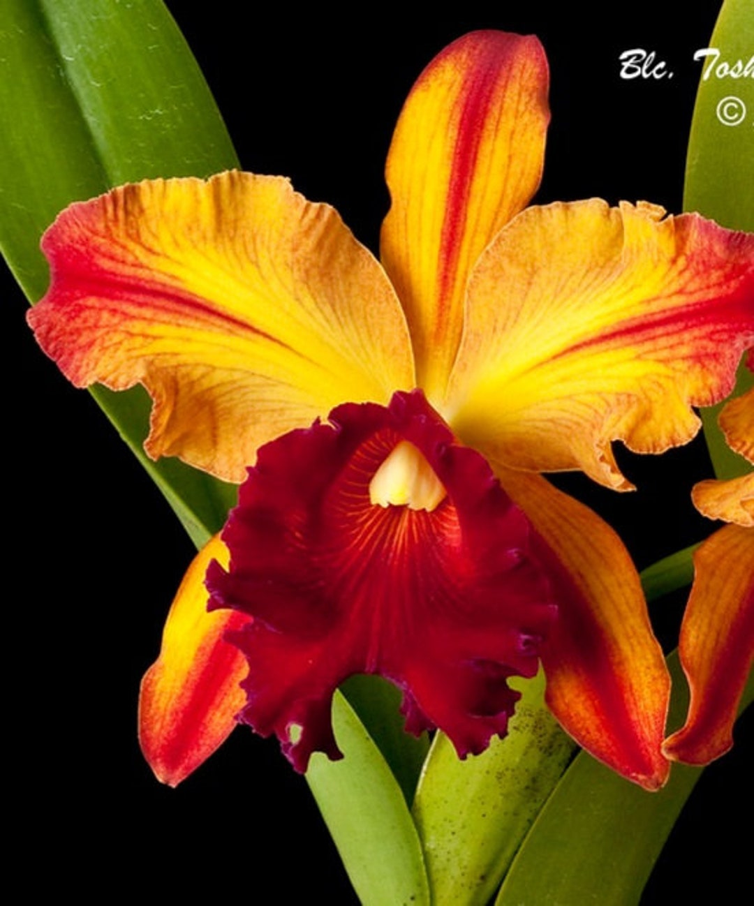 BLC Toshie Aoki Pizzazz Orchid Plant Starter.... 50 Shades of Aloha - Etsy