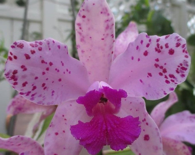 Cattleya Lavender Ice X C Calummata Orchid Plant Starter Seedling - Etsy