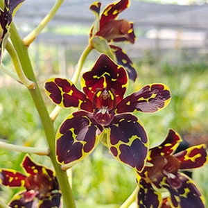 Gram. Pakkret Armada 'little Mermaid' mericlone Starter Orchid Plant ...