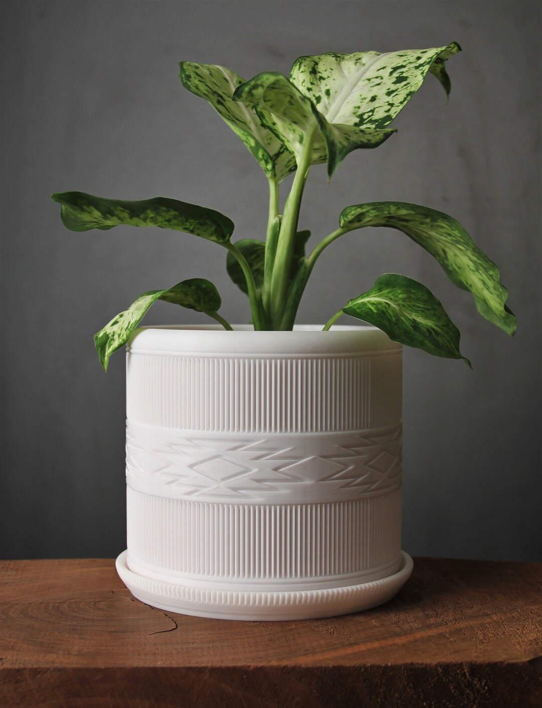 The Cholla Planter in White - Drainage Hole and Tray - Modern Indoor ...