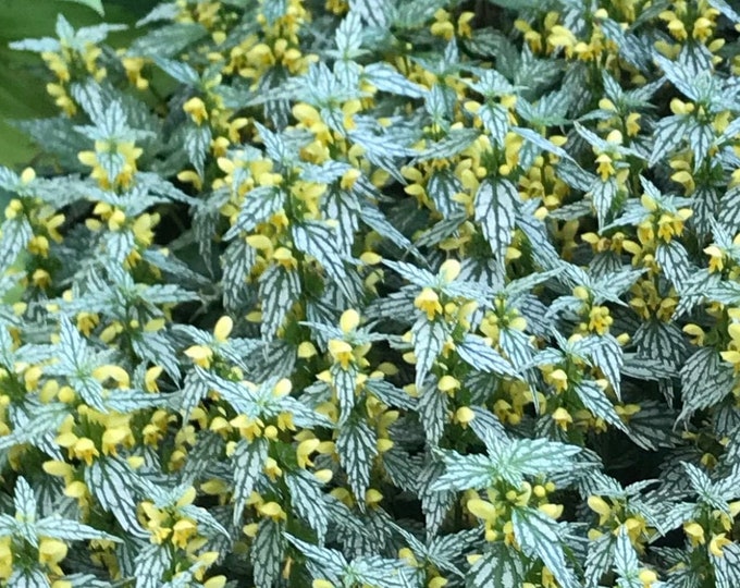 Yellow Archangel (lamium Galeobdolon). ‘hermann’s Pride’. Part/full ...