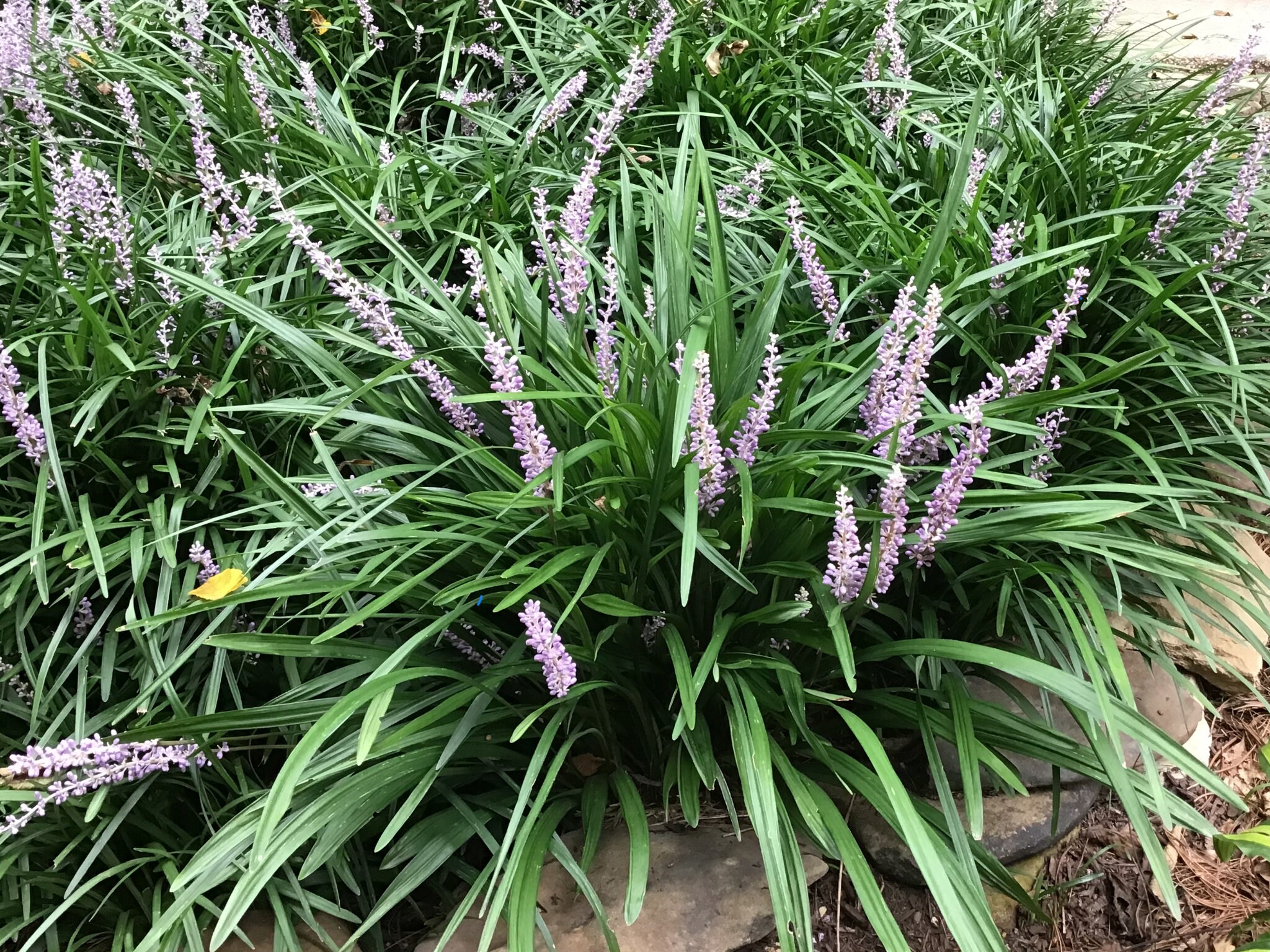 Liriope Spicata