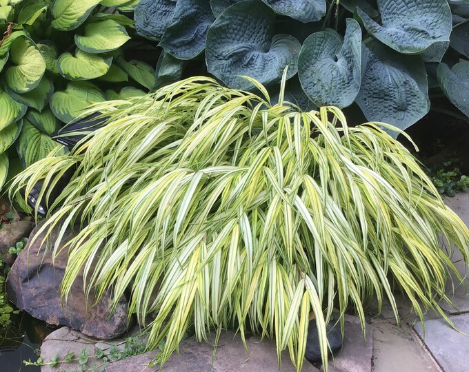 Japanese Forest Grass Aureola Hakonechloa Marca Aureola 6 Pot Etsy
