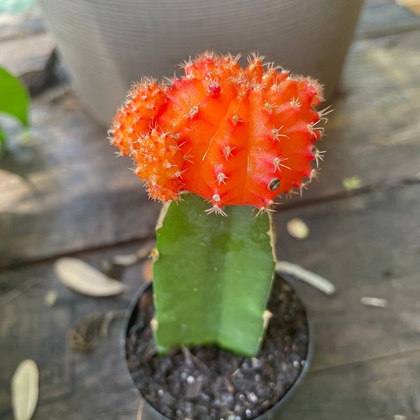 Moon Cactus - Etsy