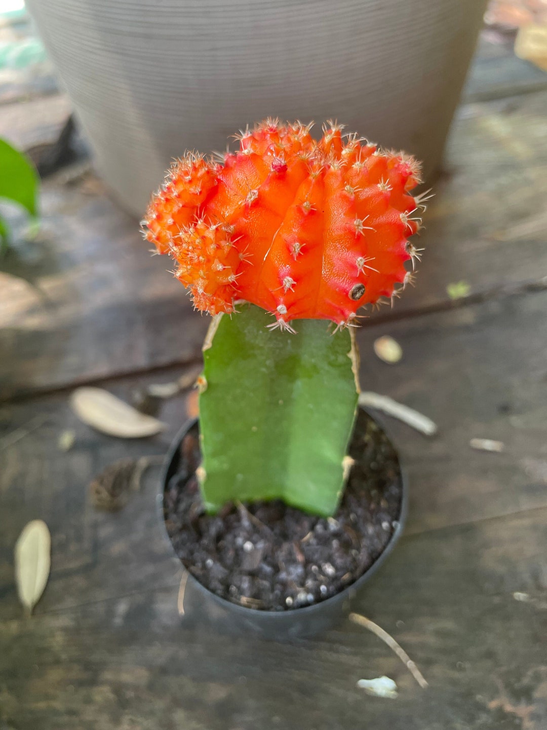 Orange Star Flowered Ruby Ball Cactus 2.5 Potted Grafted Moon Cactus ...