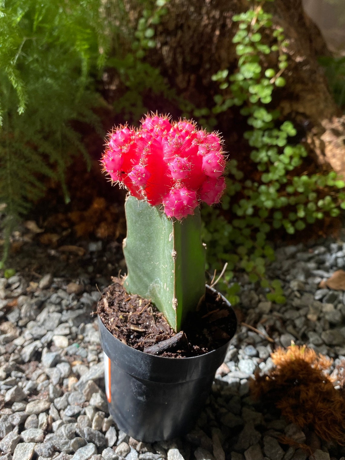 Pink Star Flowered Ruby Ball Cactus 2.5 Potted Grafted | Etsy