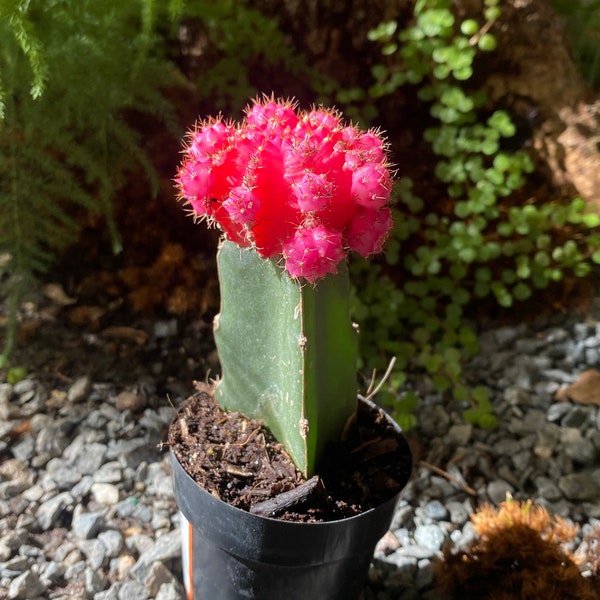 Pink Moon Cactus - Etsy