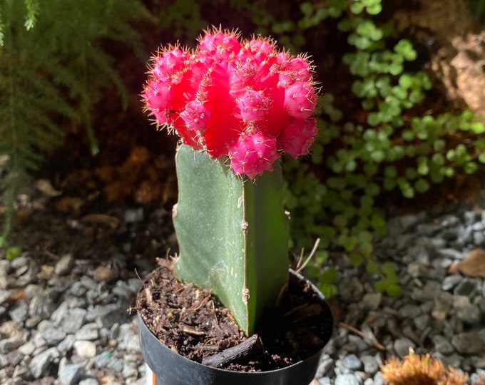 Pink Star Flowered Ruby Ball Cactus 2.5" Potted Grafted Moon Cactus ...