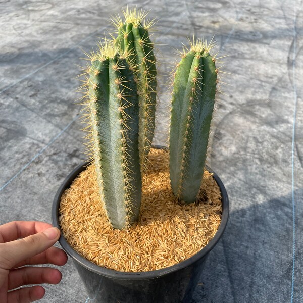 Blue Cactus Live Plant - Etsy