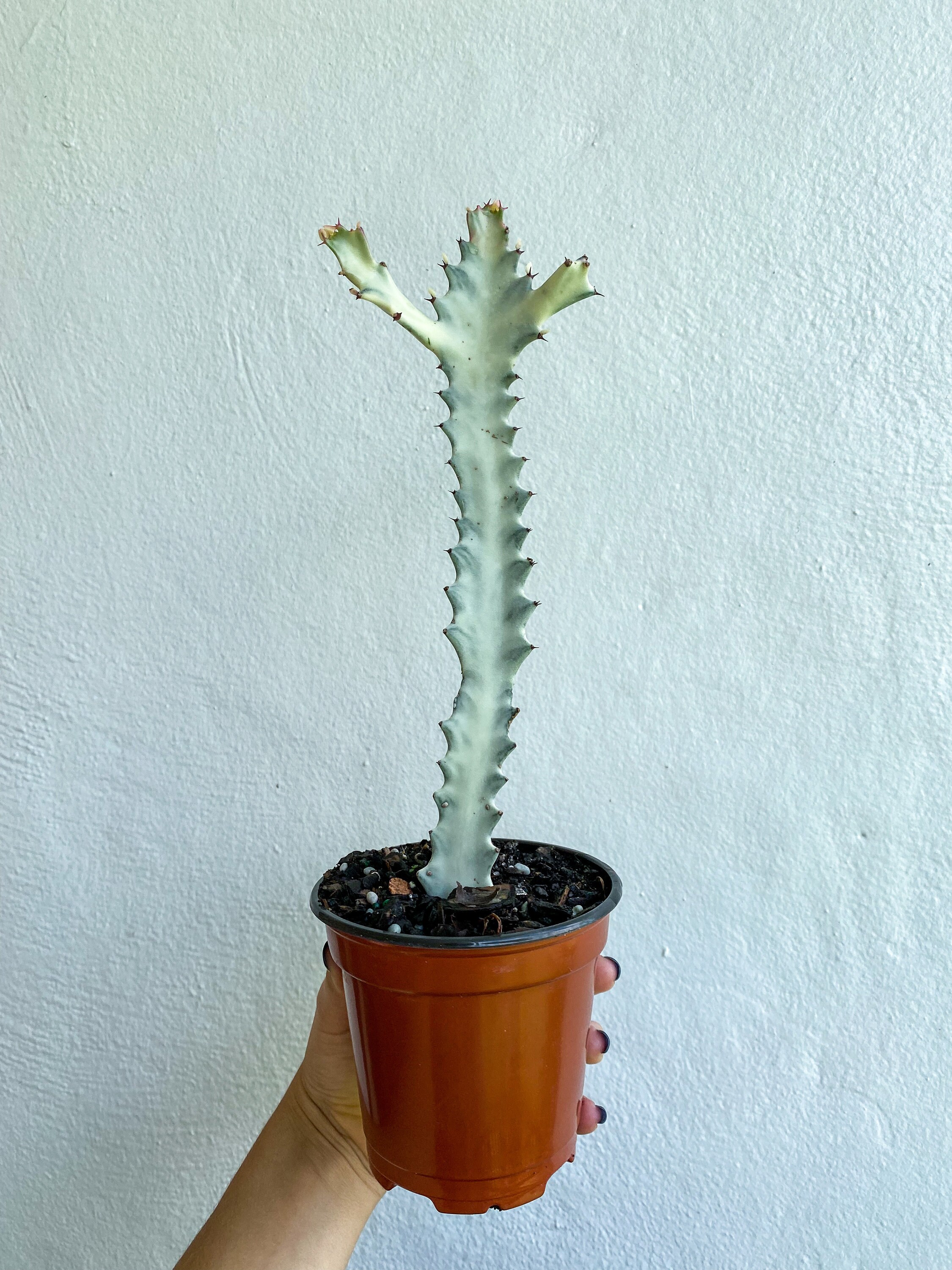 Ghost Cactus Euphorbia Lactea 6 dragon Bones - Etsy