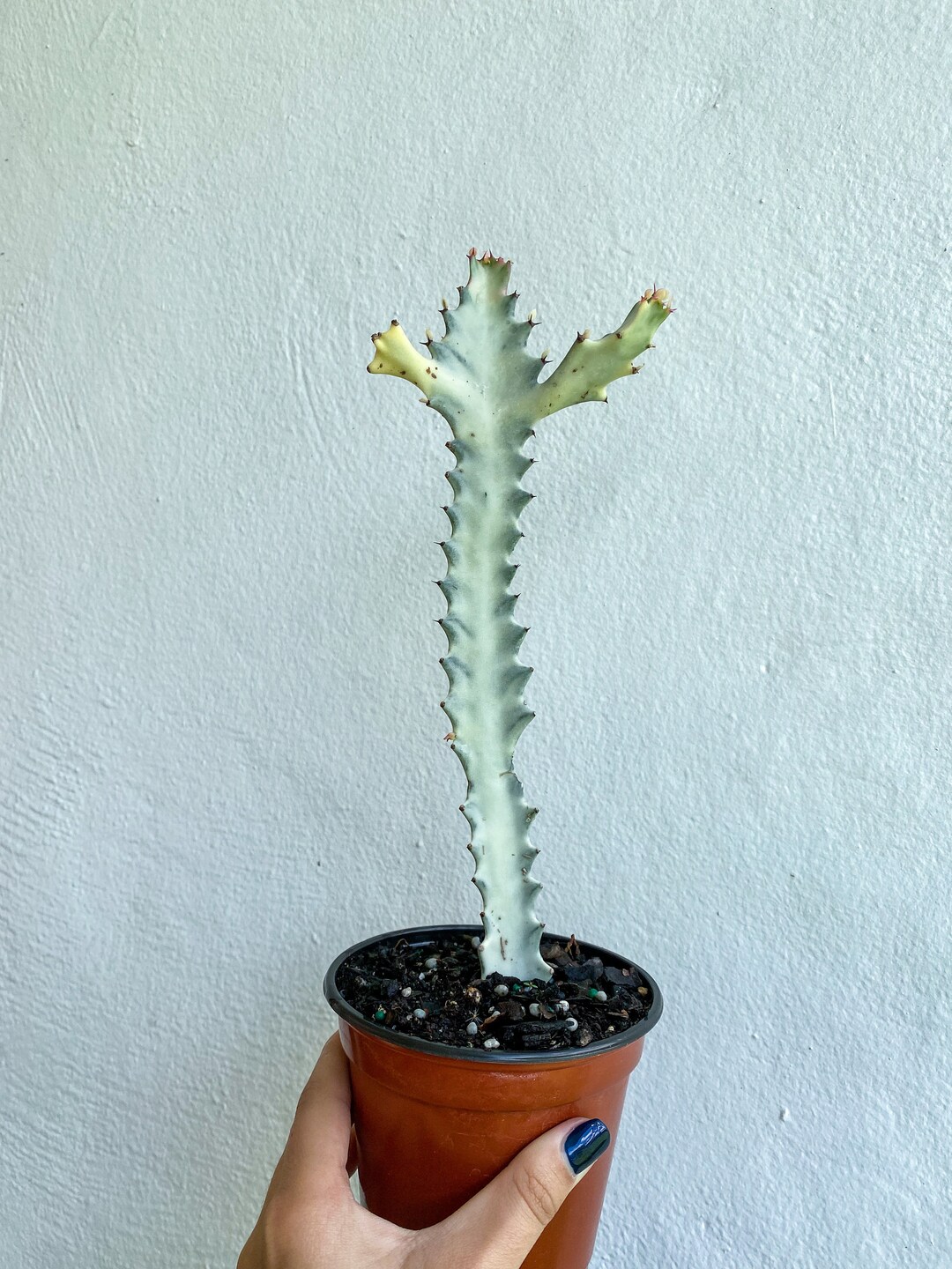 Ghost Cactus Euphorbia Lactea 6 dragon Bones - Etsy